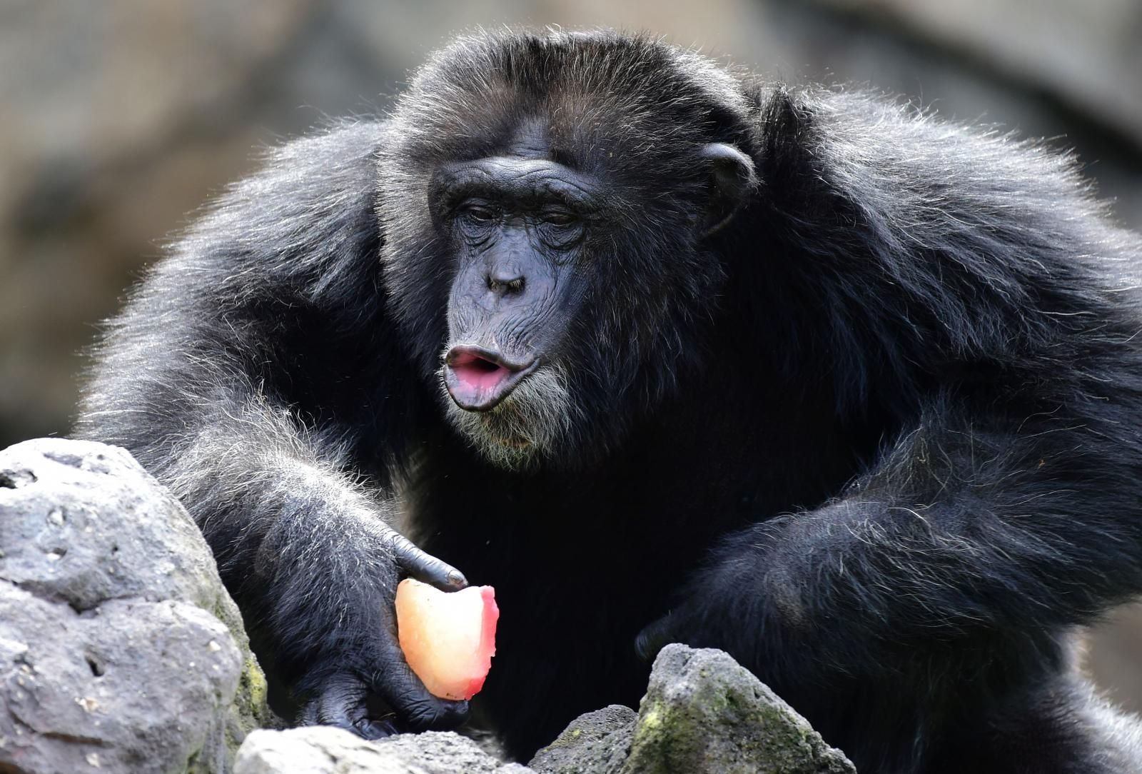 Los chimpancés prefieren cooperar a competir - Ciencia - ABC Color