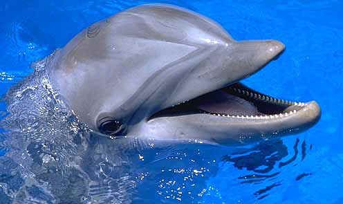 Delfín muerde a niña en parque temático de Florida - Mundo curioso ...