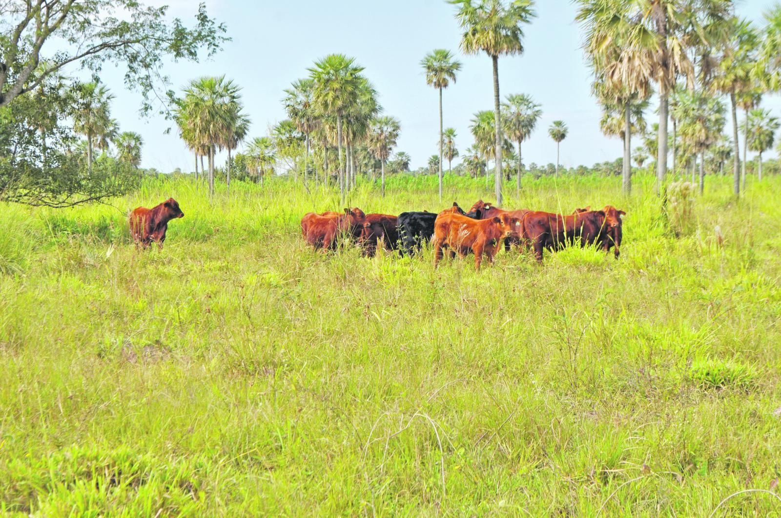 Implantación de pasturas - Ing. Agr. Ricardo Samudio (*) - ABC Rural ...