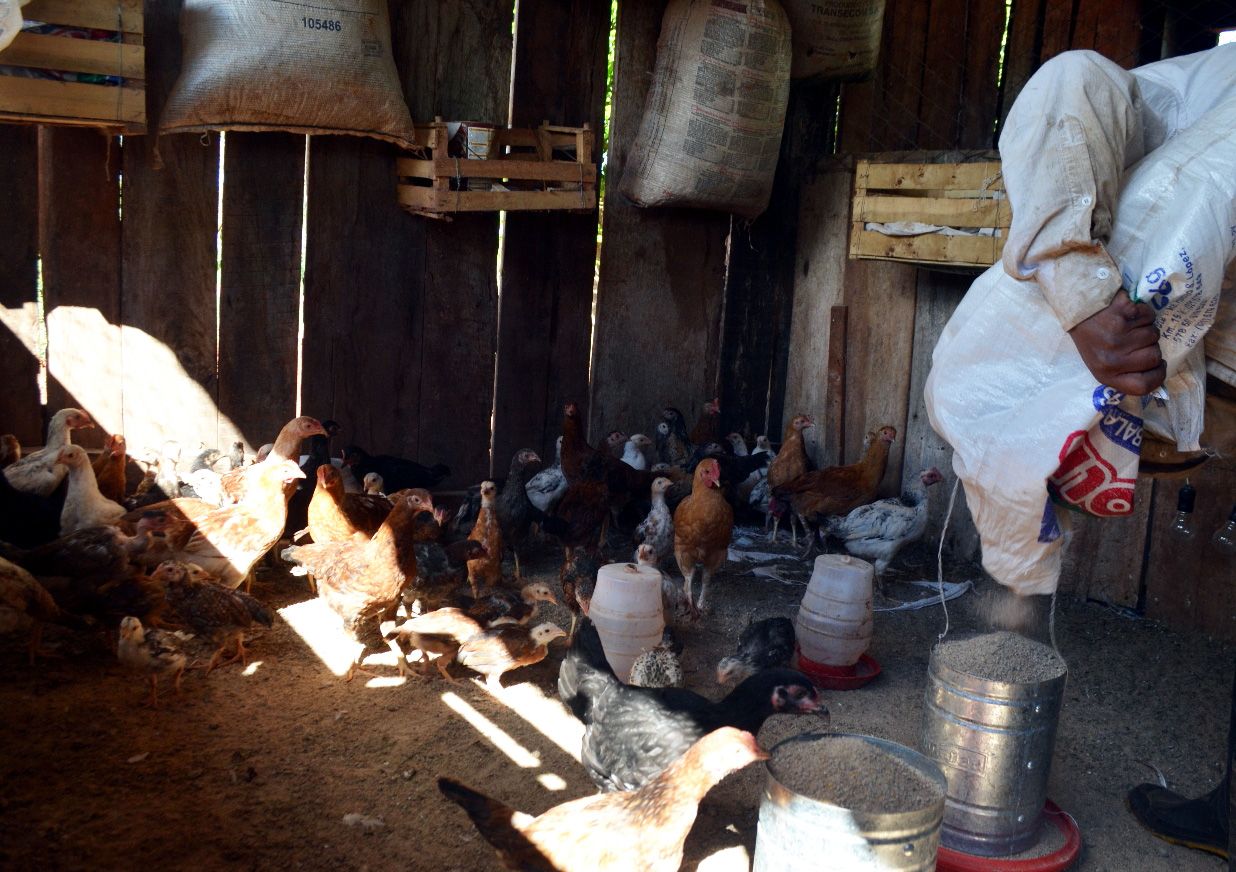 La cría de aves caseras es rentable - Centinela - ABC Color