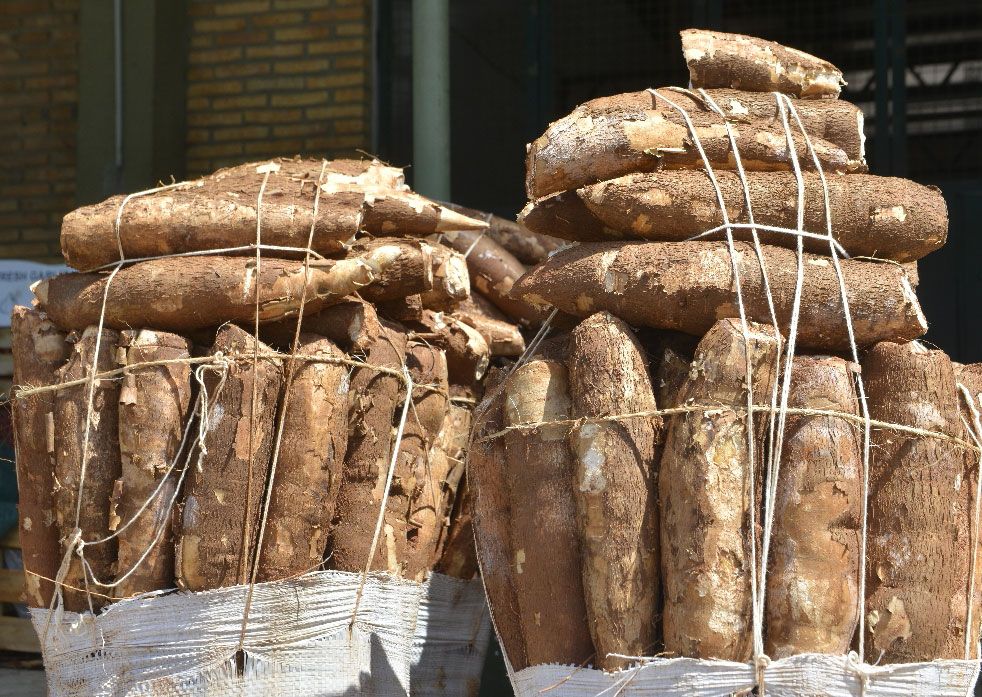 Mañana arranca Día de la Mandioca en Abasto Norte - Economía - ABC Color