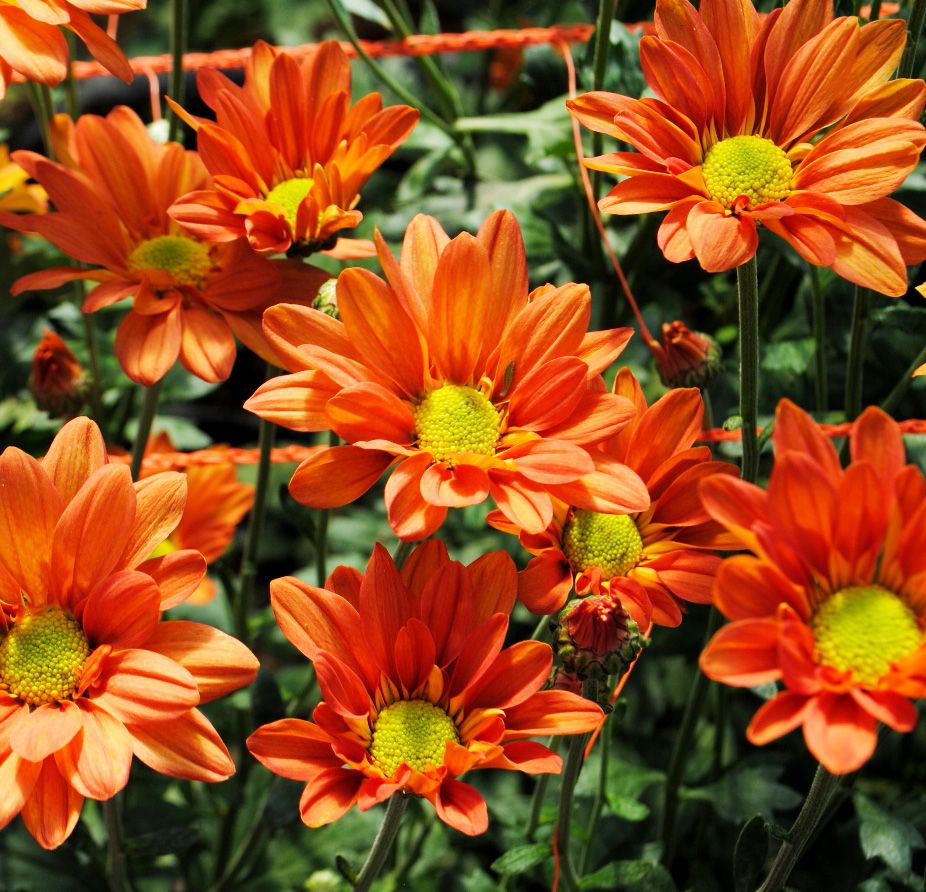 Producción del crisantemo - Casa y Jardín - ABC Color