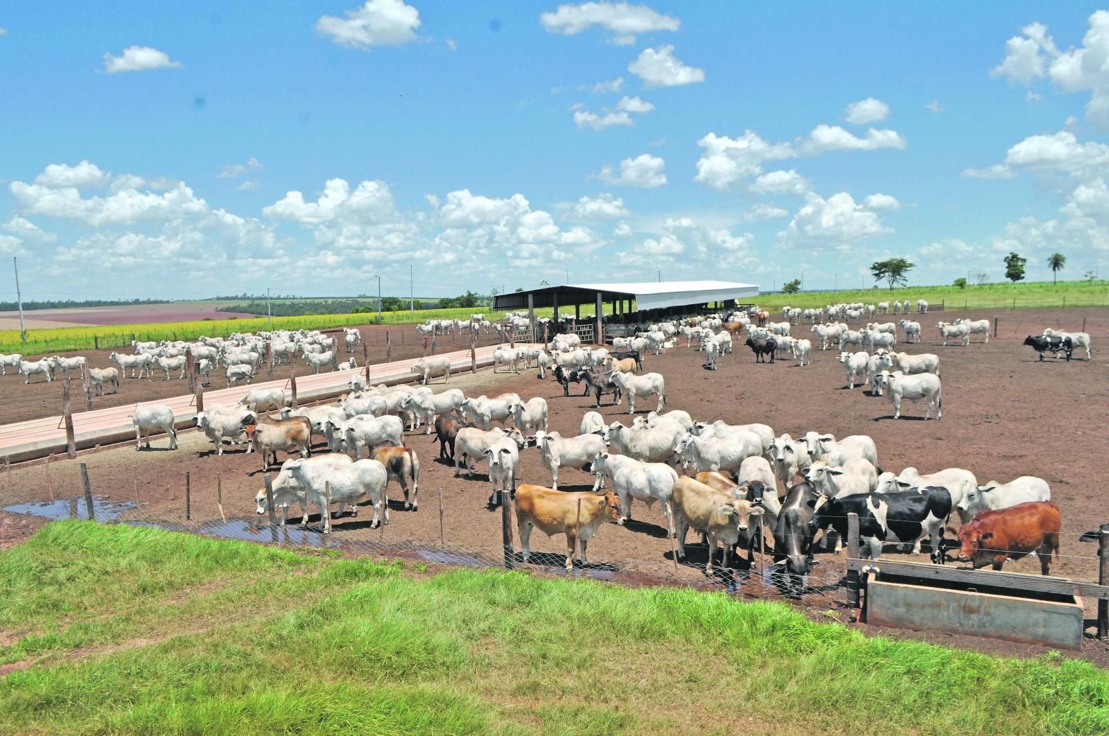 Engorde de ganado vacuno en confinamiento - Dr. Oscar A. Tami ...