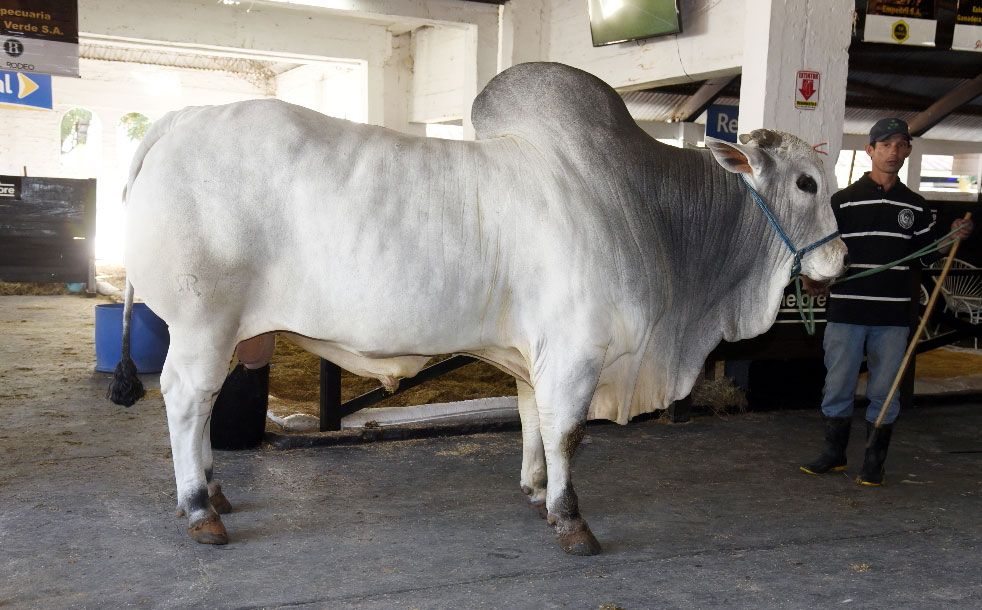 Dos razas con el mayor peso - Economía - ABC Color