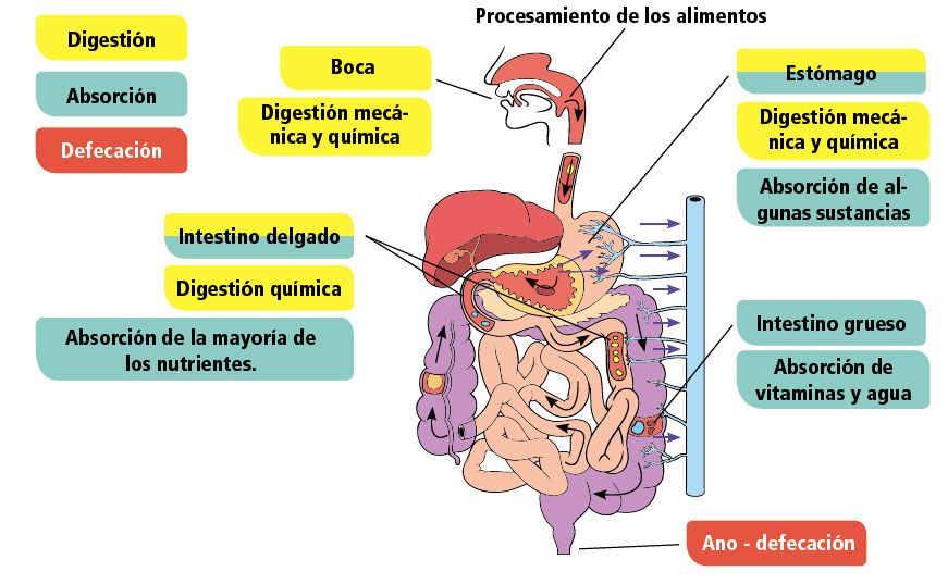 Aparatos y sistemas del cuerpo - Escolar - ABC Color