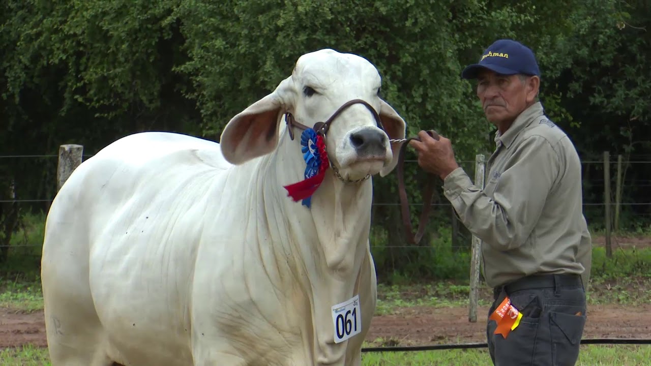 Programa ABC Rural Tv 883 - ABC Rural - ABC Color