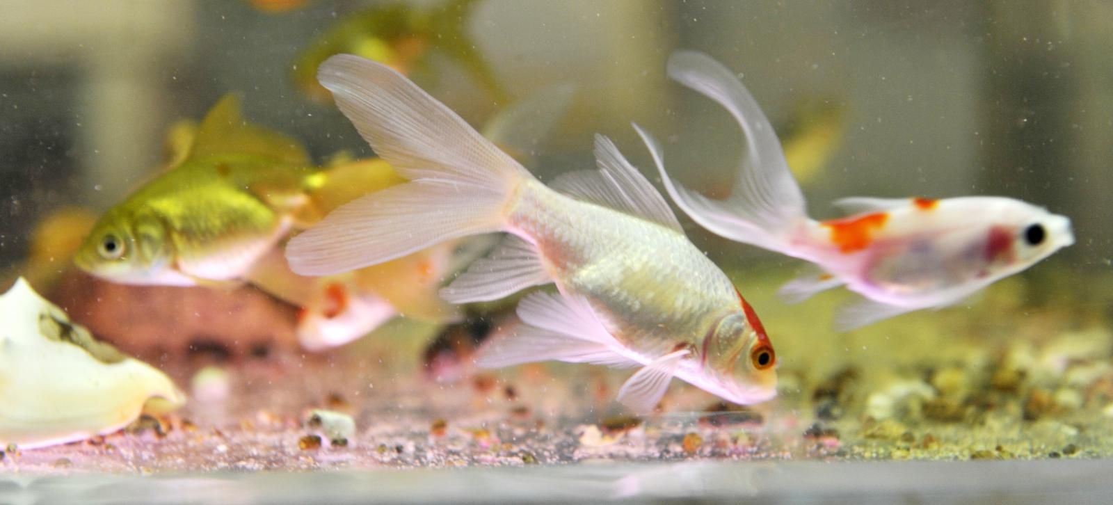 Mis peces mágicos en un sector destacado - Casa y Jardín - ABC Color
