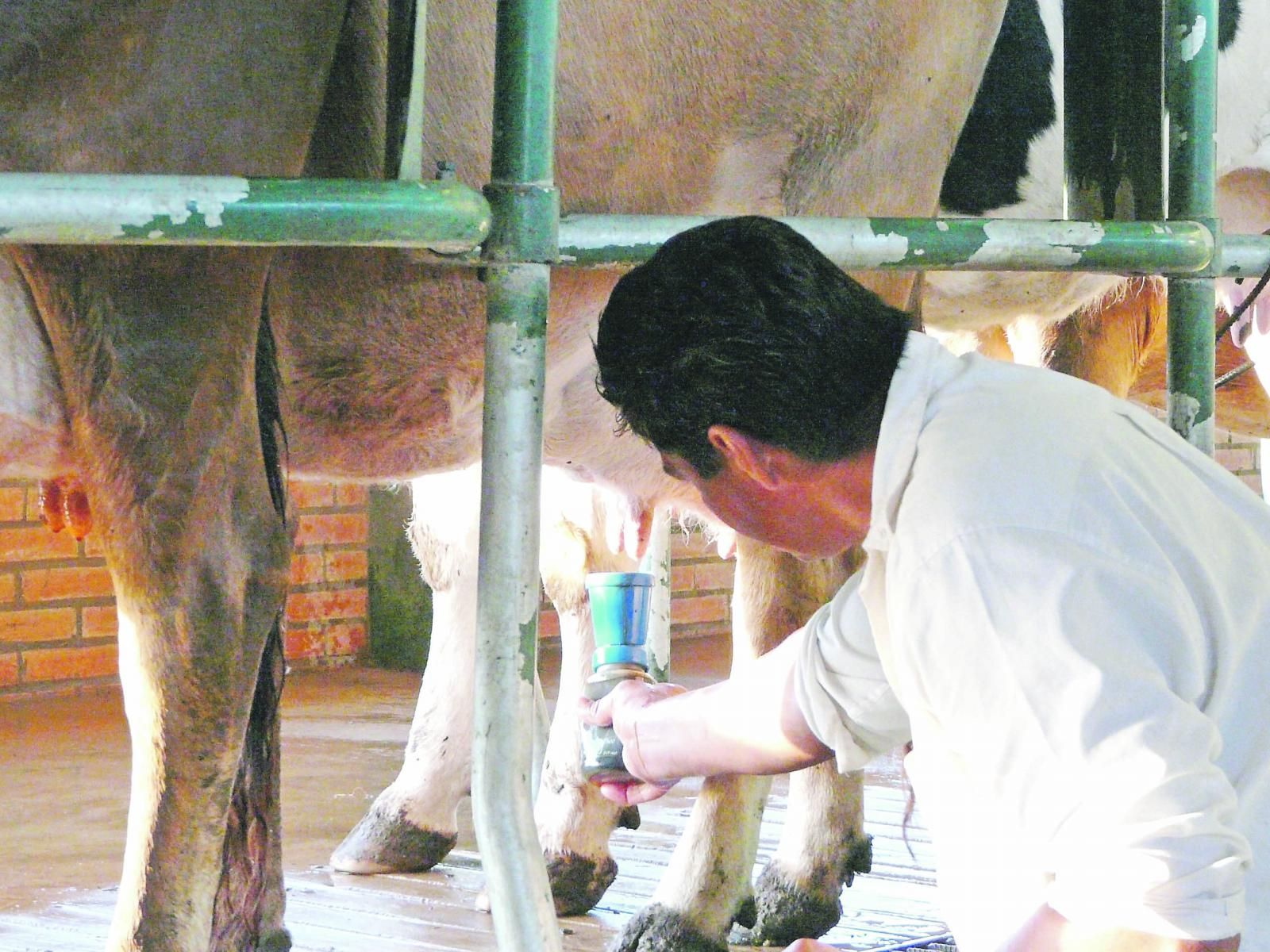 Mastitis - ABC Rural - ABC Color