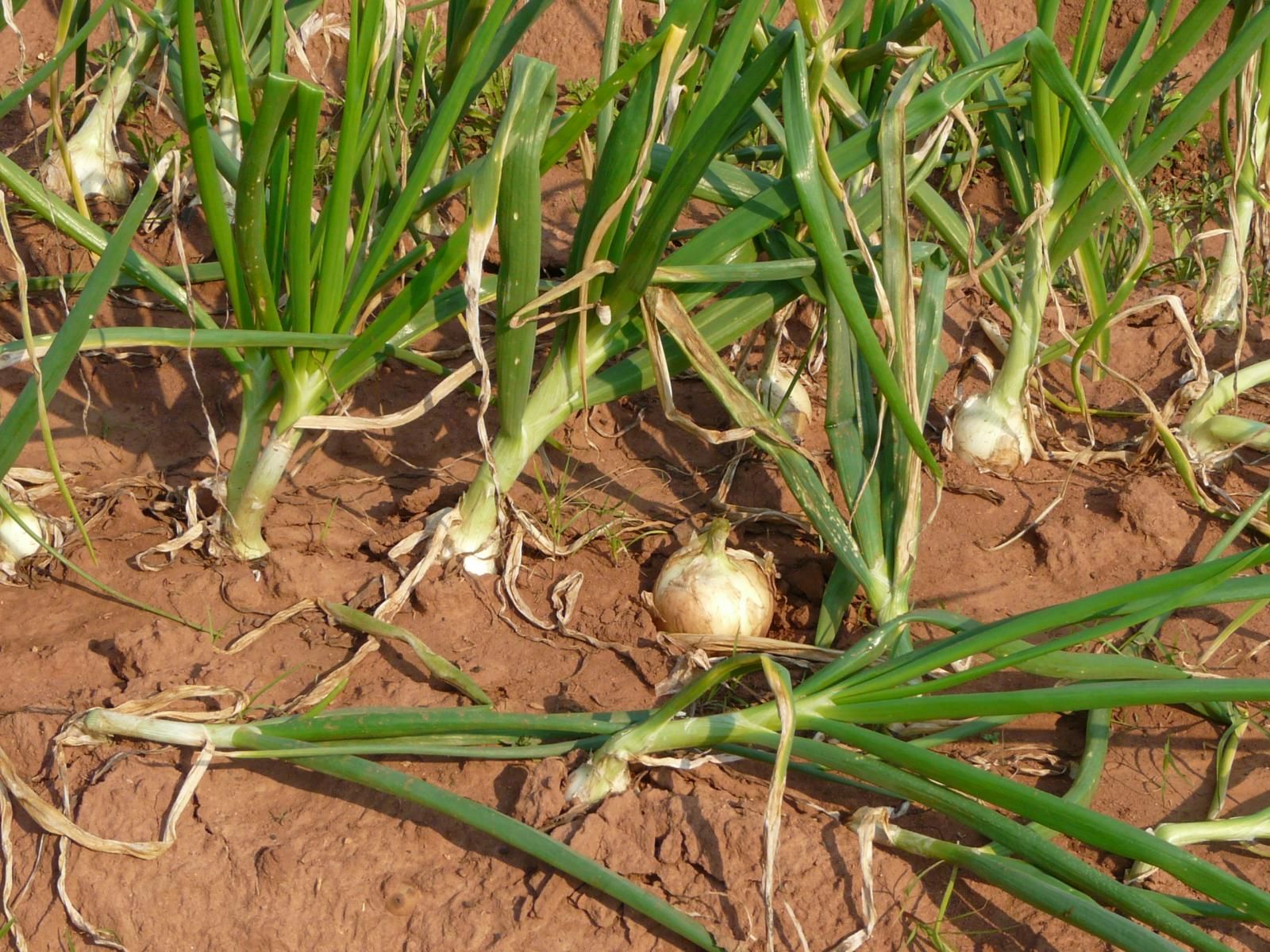 Producción de cebolla de bulbo - ABC Rural - ABC Color