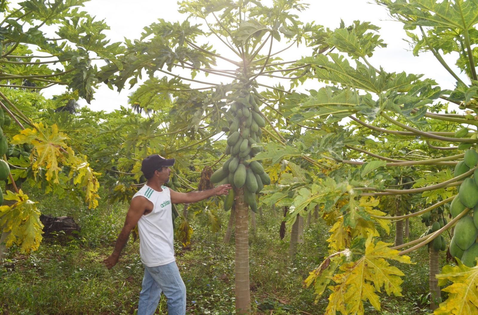Excelente cosecha del mamón - Centinela - ABC Color