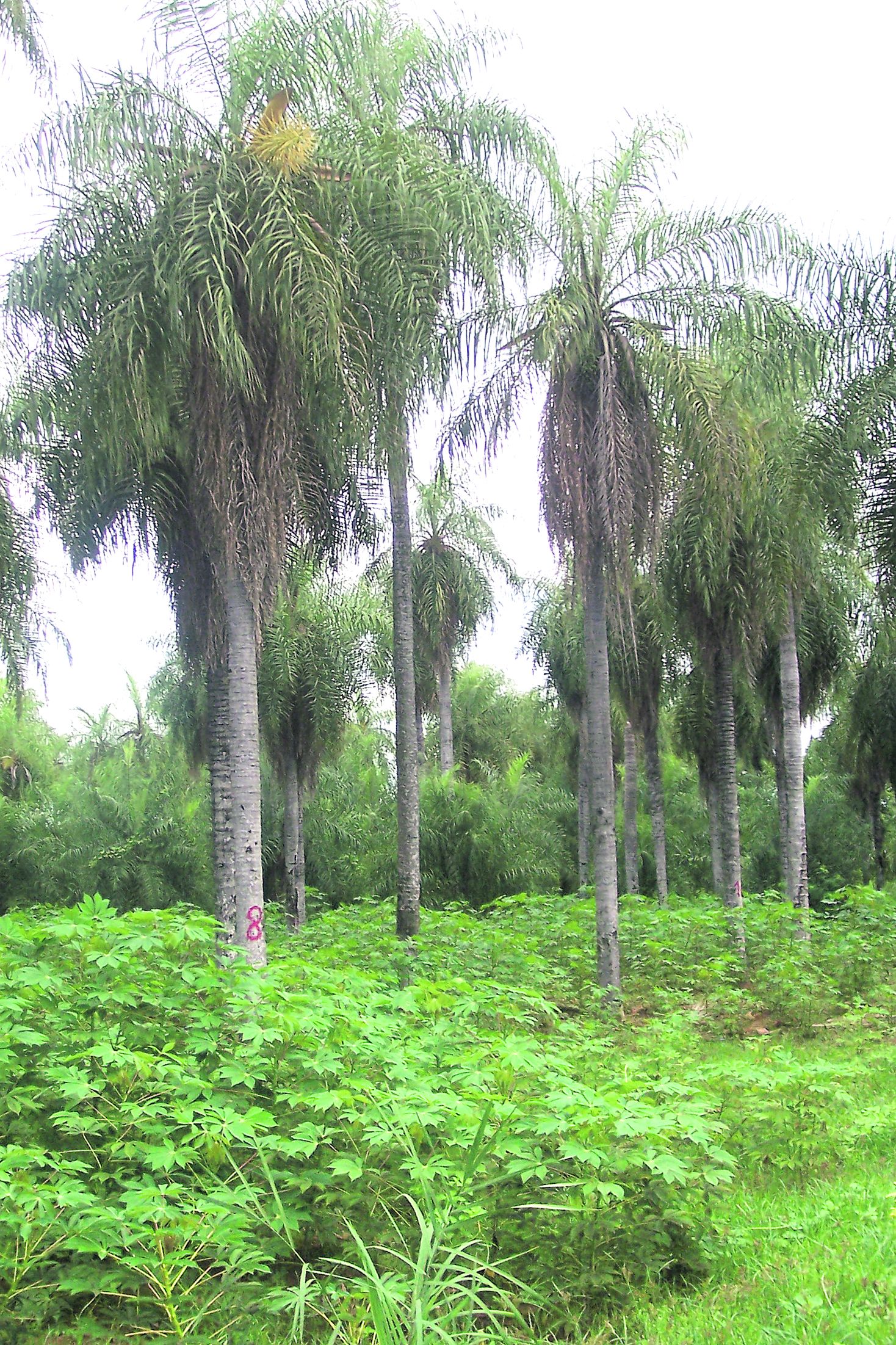 Coco como recurso alimentario - ABC Rural - ABC Color