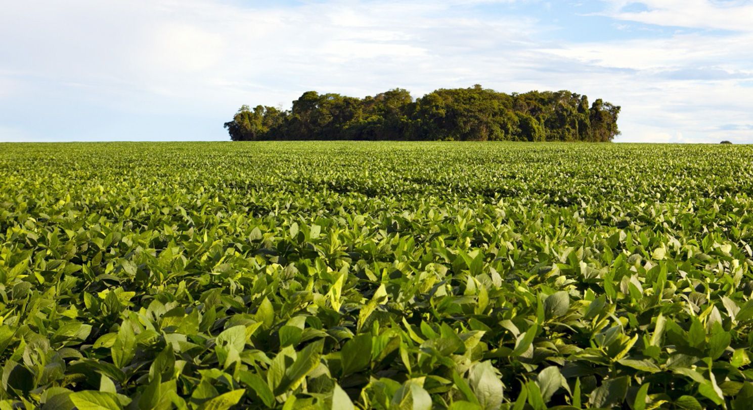 Nativos esperan buena cosecha de soja: 3.500 kg/ha - Economía - ABC Color