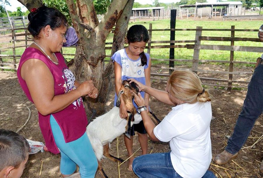 Mejorar producción de carne y leche caprina - Economía - ABC Color