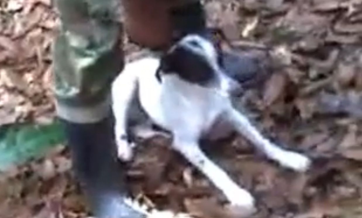 Soldados colombianos practican tiro al blanco con perro amarrado ...