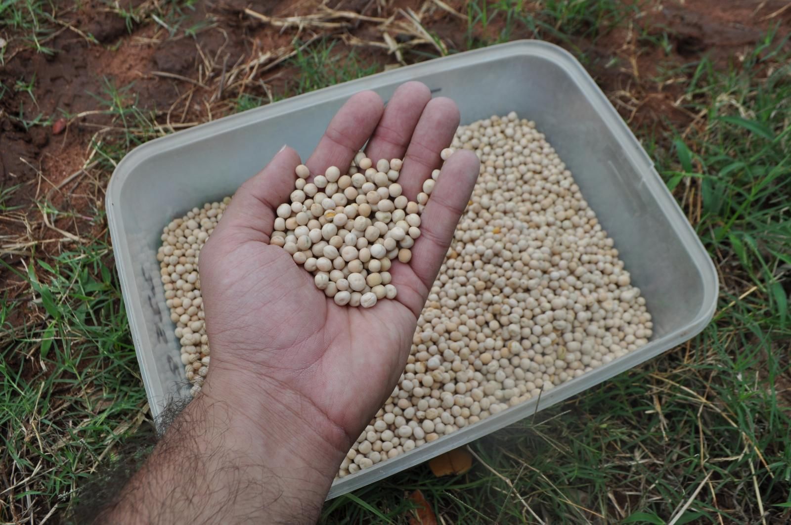 Arveja - ABC Rural - ABC Color