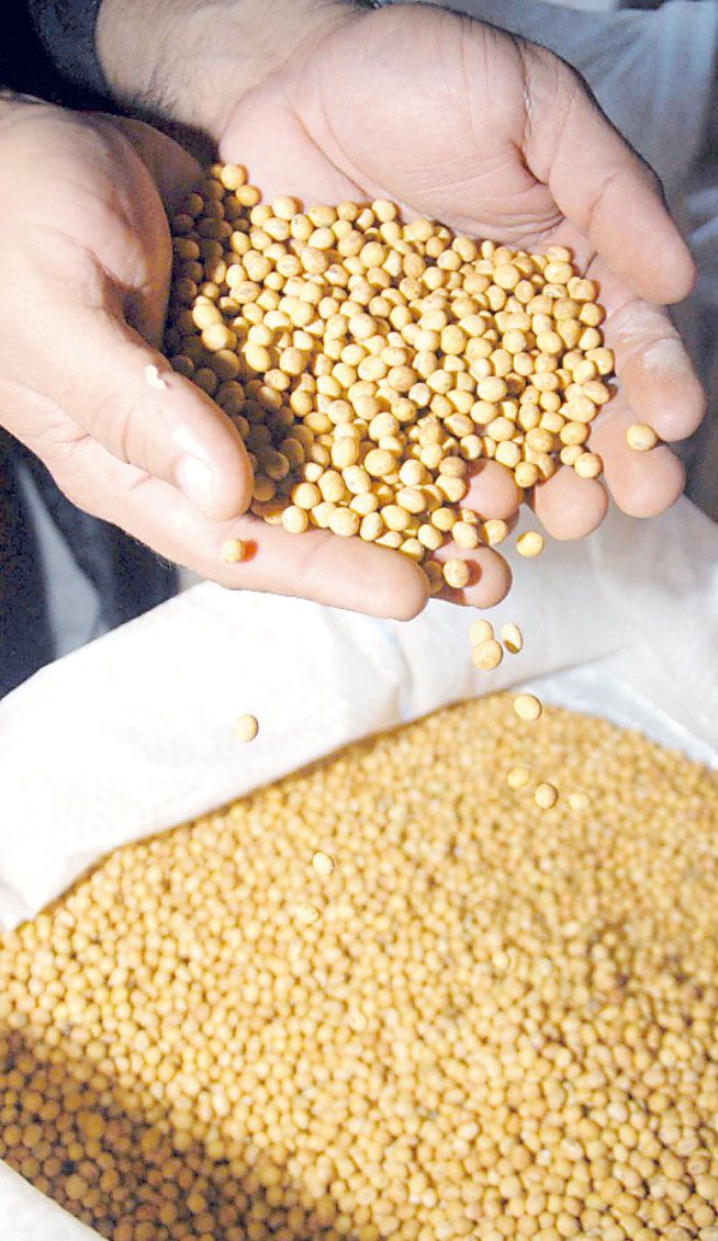 La soja - Salud - ABC Color