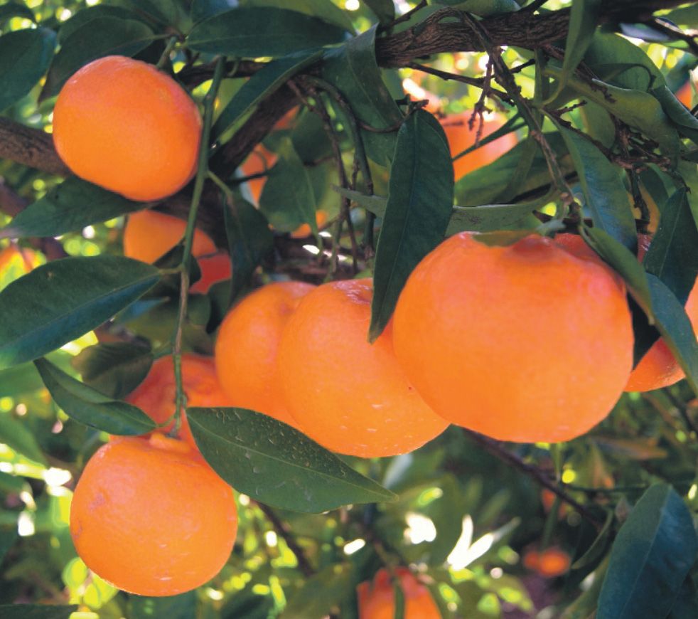 Mandarina - Casa y Jardín - ABC Color