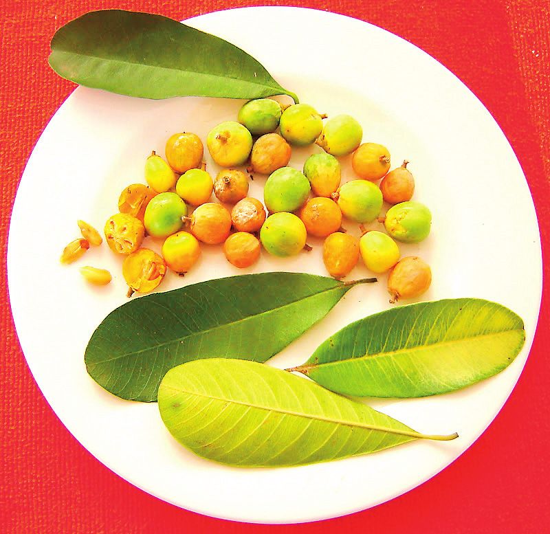 Frutos exóticos del mundo - Gastronomia - ABC Color