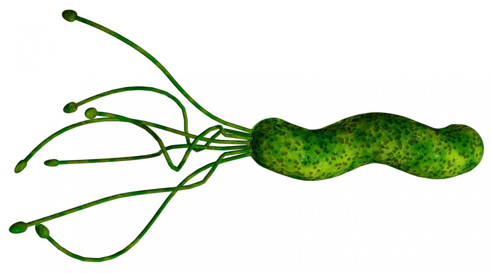 Helicobacter pylori - Salud - ABC Color