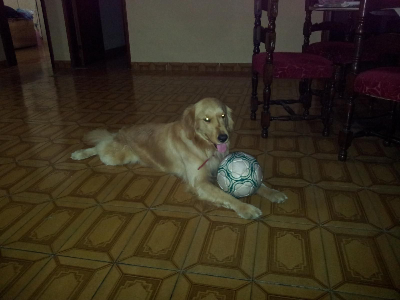 Es el SCOTT - Mi mascota y yo - ABC Color