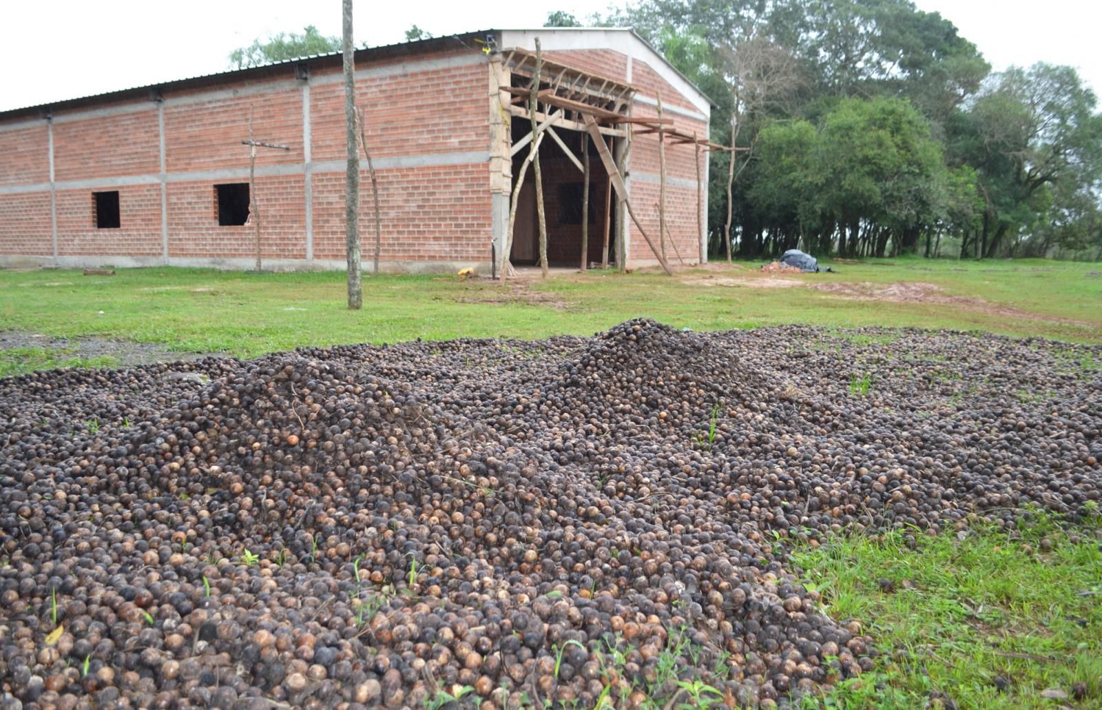Construyen planta procesadora de coco en San Pedro del Paraná - Gaceta ...