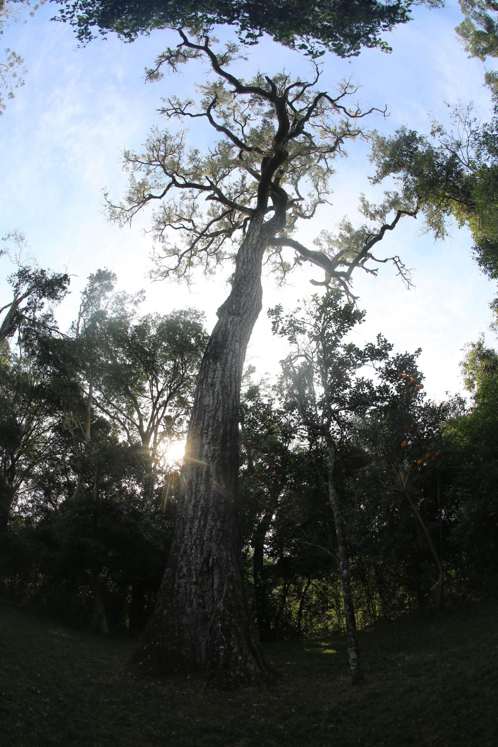 Los árboles más grandes del Paraguay - Galerías de imágenes - ABC Color