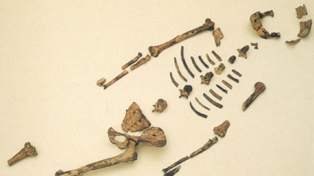 La famosa Australopithecus Lucy murió “probablemente” al caer de un ...
