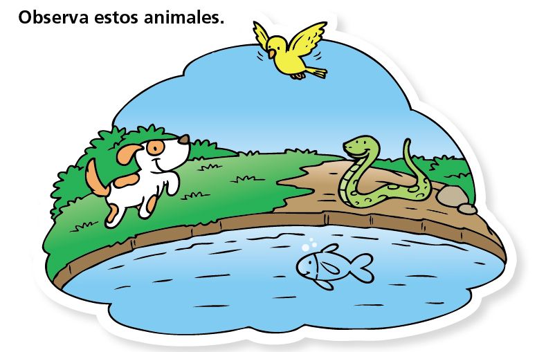 Los animales se mueven - Escolar - ABC Color