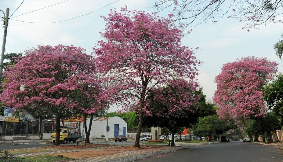 La belleza del Lapacho - Galerías de imágenes - ABC Color