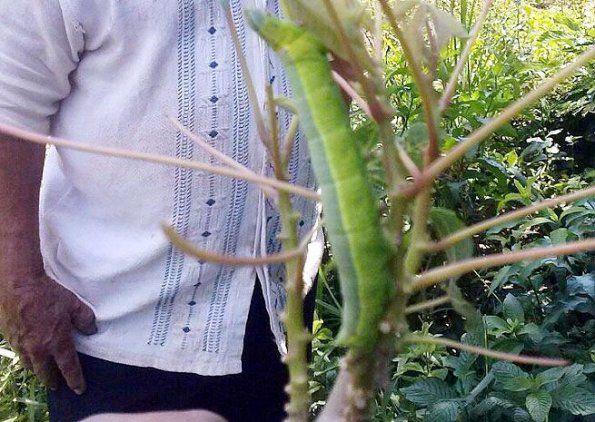 Labriegos enfrentan ataque masivo del gusano marandova en cultivos ...
