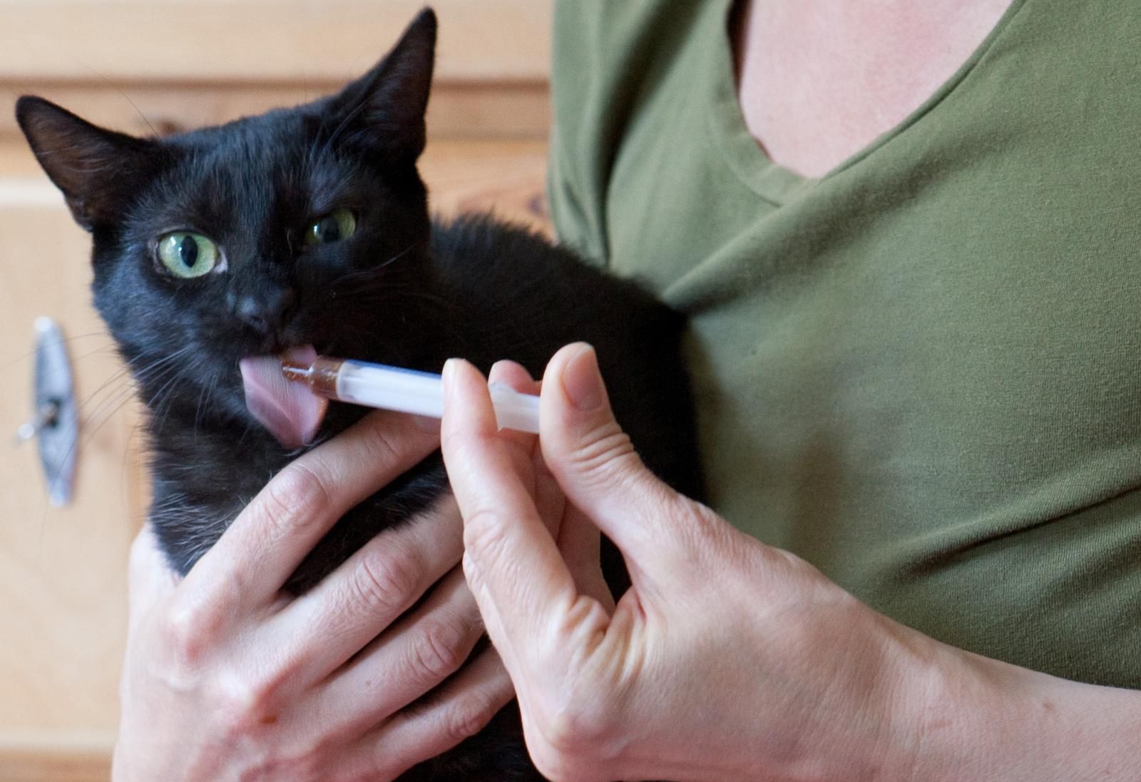 Enfermedades frecuentes pueden ser síntoma del sida felino - Mascotas ...