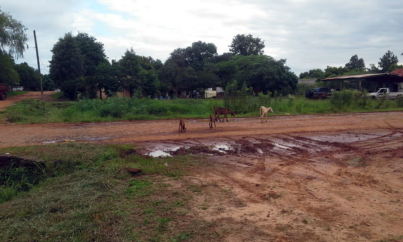 Pululan animales en las calles de San Juan Nepomuceno - Nacionales ...