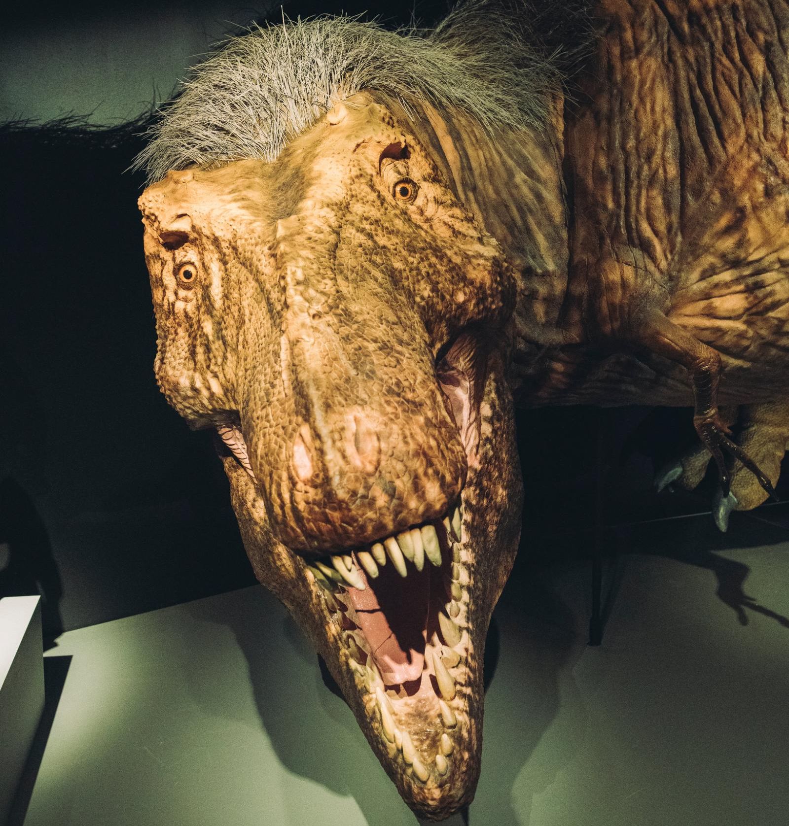El popular T Rex resucita en el Museo de Historia Natural de Nueva York ...