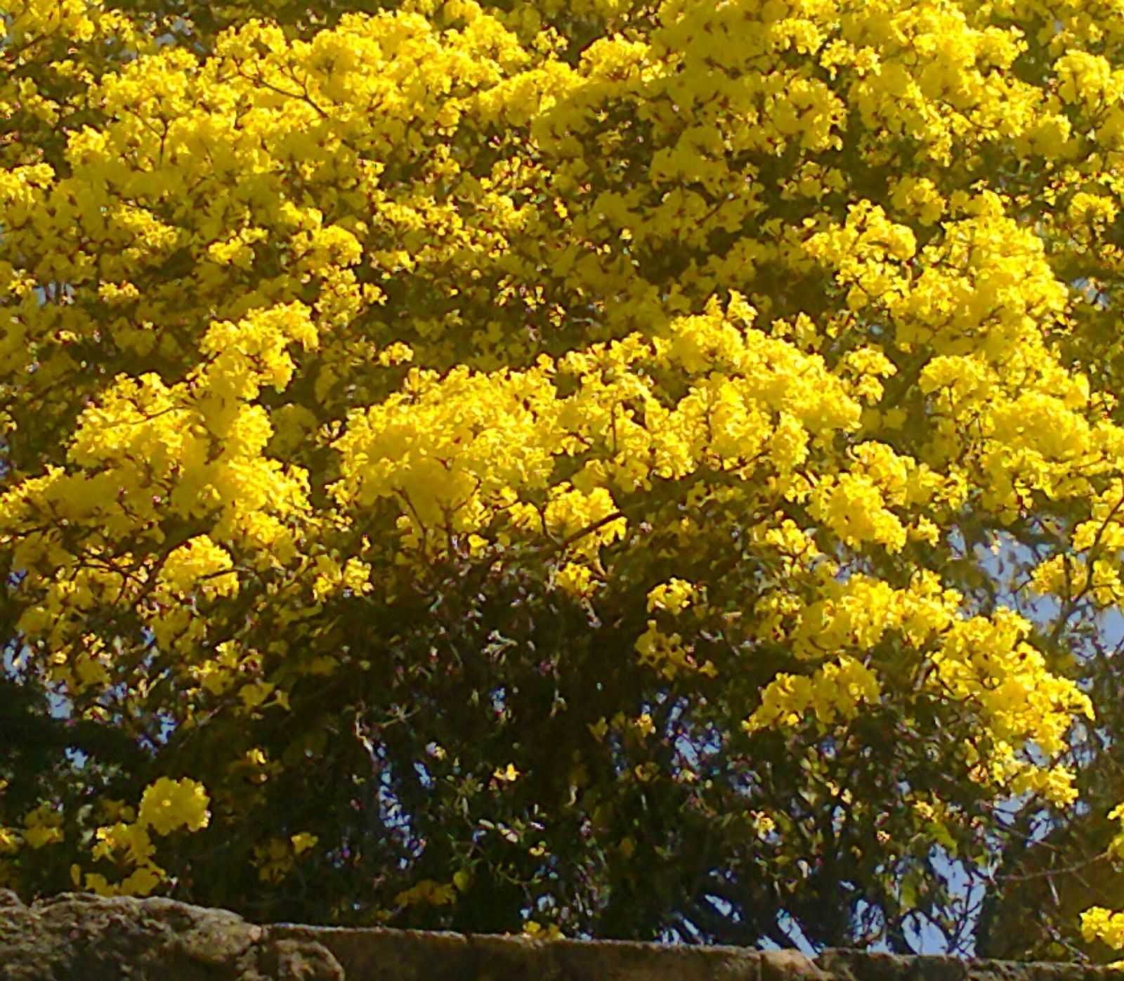 Lapacho amarillo - - ABC Color