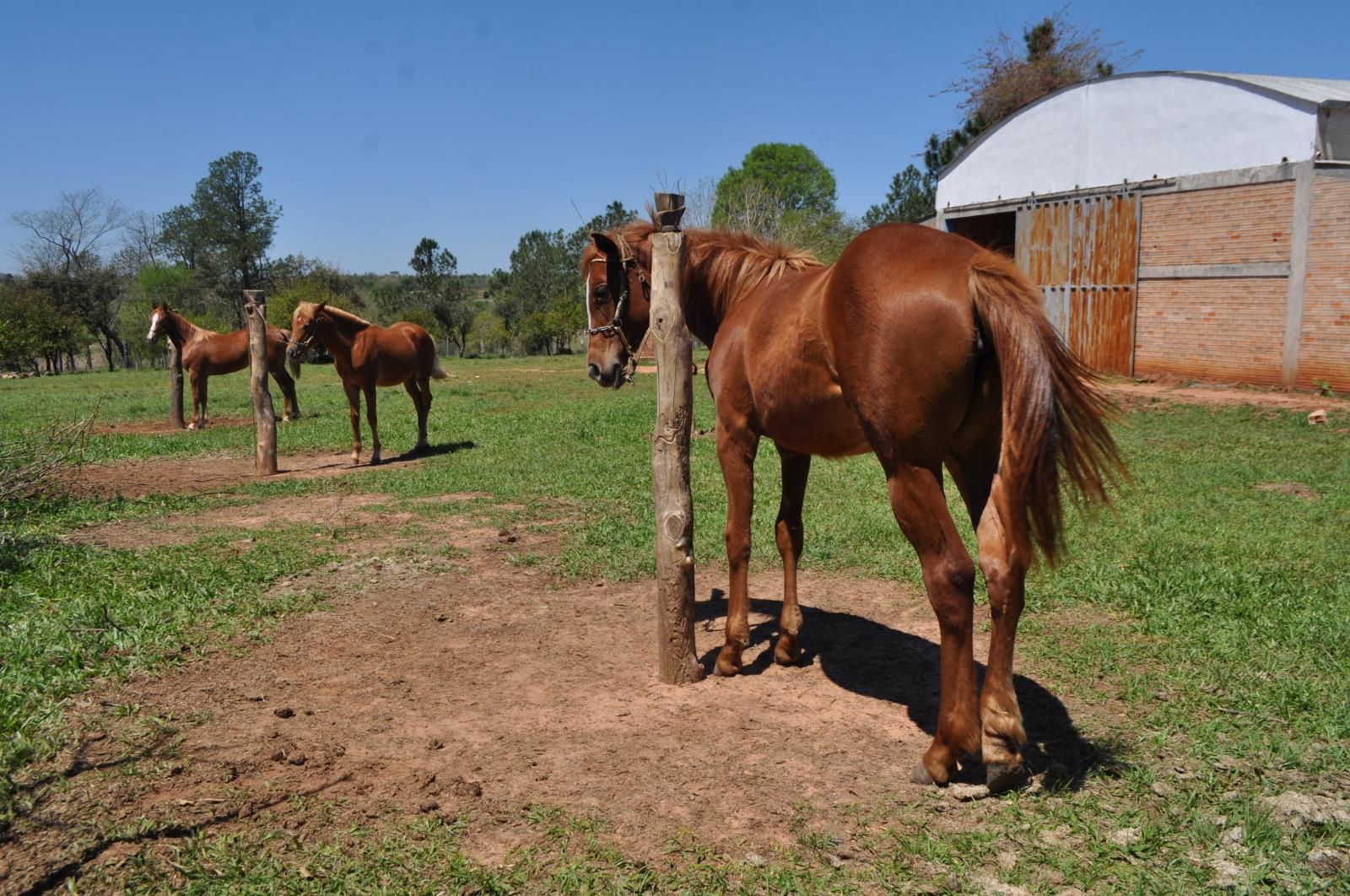 Producción equina - ABC Rural - ABC Color