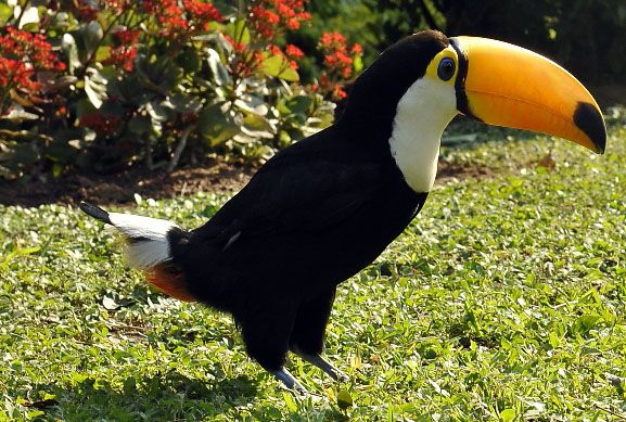 El tucán - Casa y Jardín - ABC Color