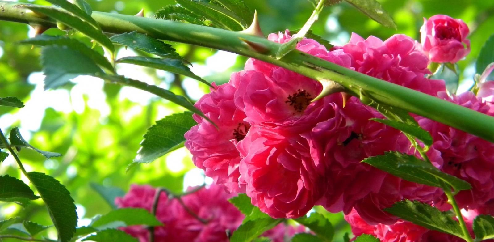 Rosales que forman enredaderas - Casa y Jardín - ABC Color