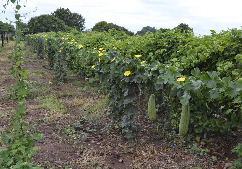 Promueven cultivo de frutas y otras variedades agrícolas - Gaceta del ...